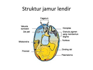 Xmia13 jamur lendir | PPT