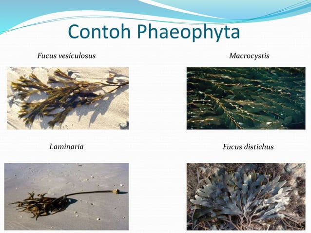 Xmia13 phaeophyta | PPT