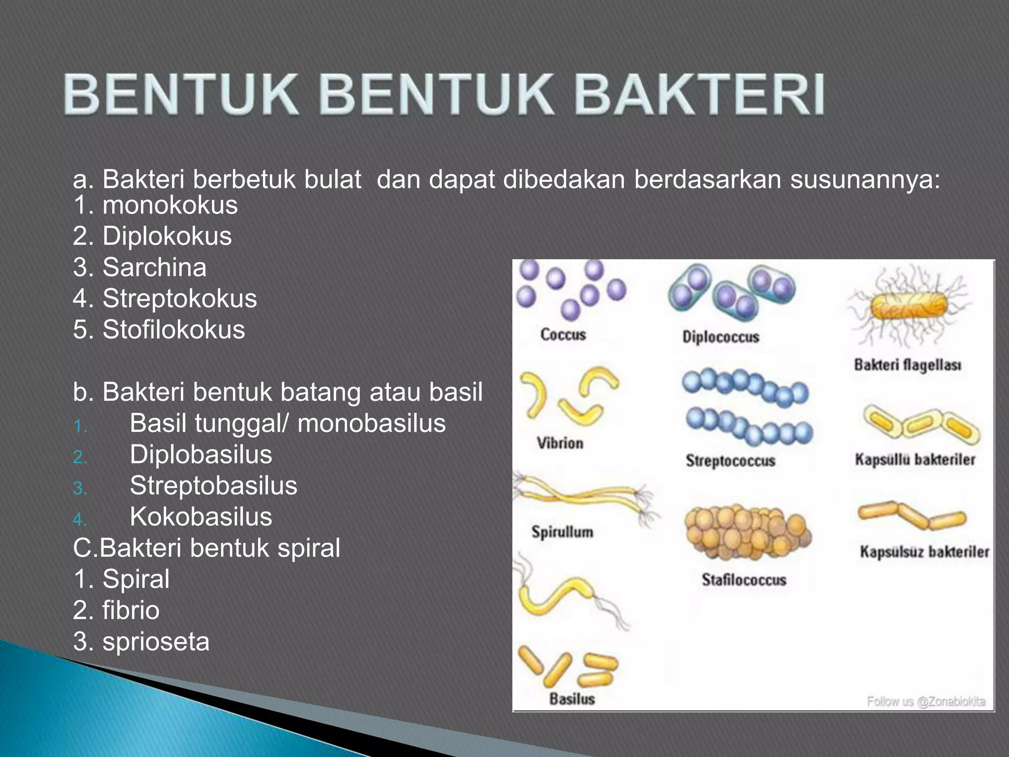 Archeabacteria dan Bakteri | PPTX