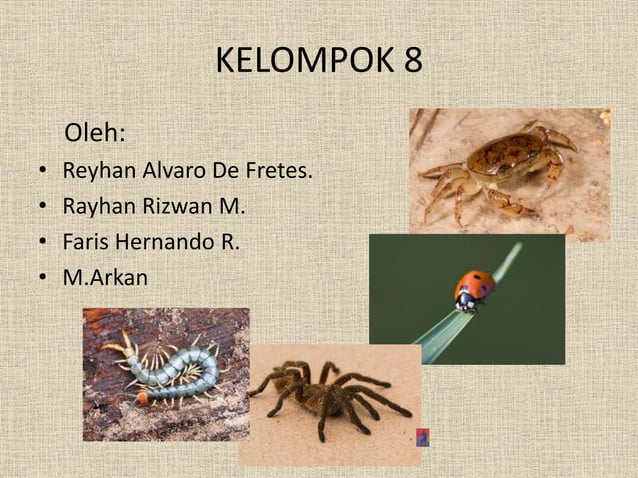 Xmia4 arthropoda | PPT