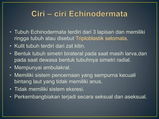 Xmia4 echinodermata | PPT