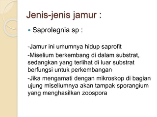 Xmia4 oomicotina(jamur air) | PPTX