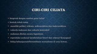 Xmia5 cilliata | PPT