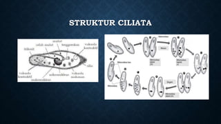 Xmia5 cilliata | PPT