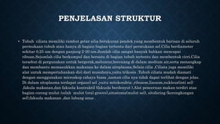 Xmia5 cilliata | PPT