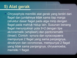 Xmia6 chrysophyta | PPTX
