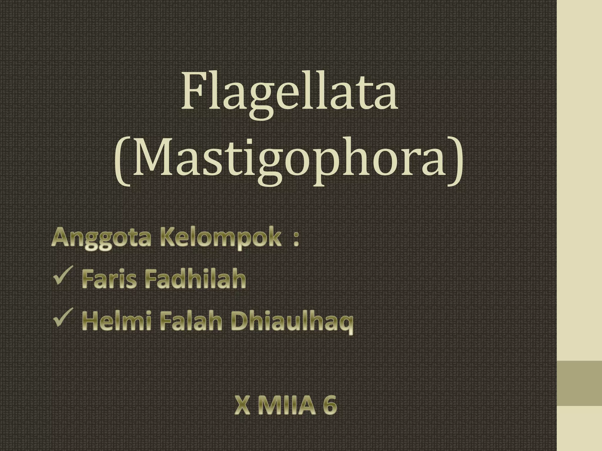 Xmia6 mastigophora | PPTX