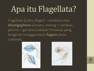 Xmia6 mastigophora | PPT