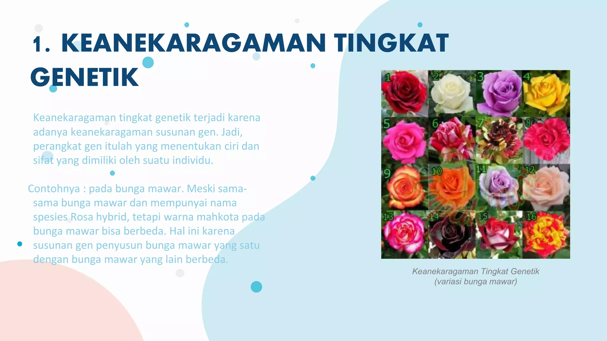 X mipa 2 kel.1 biologi keanekaragaman hayati | PPTX