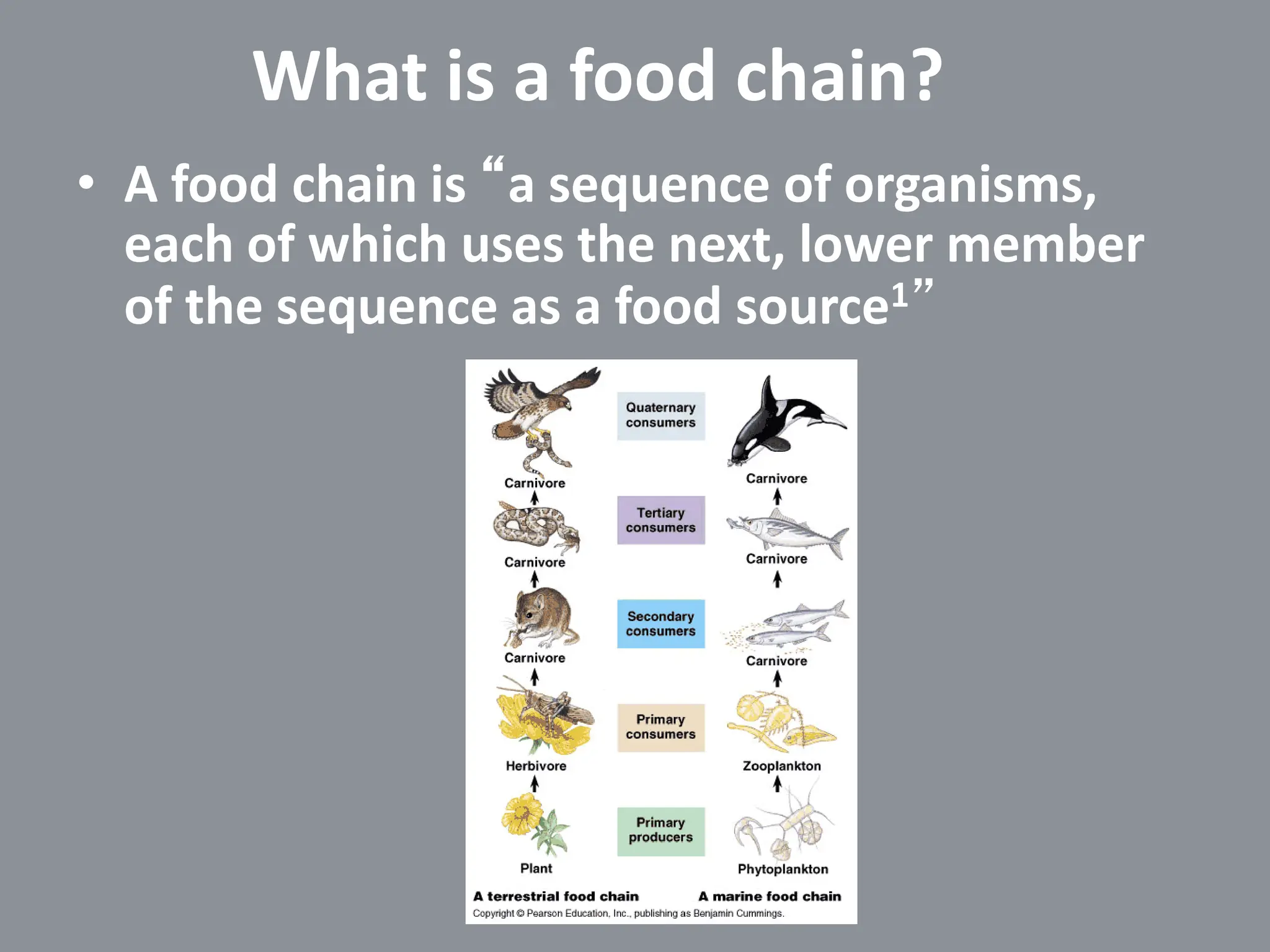 Food_web_and_food_chains_period_1.pdf
