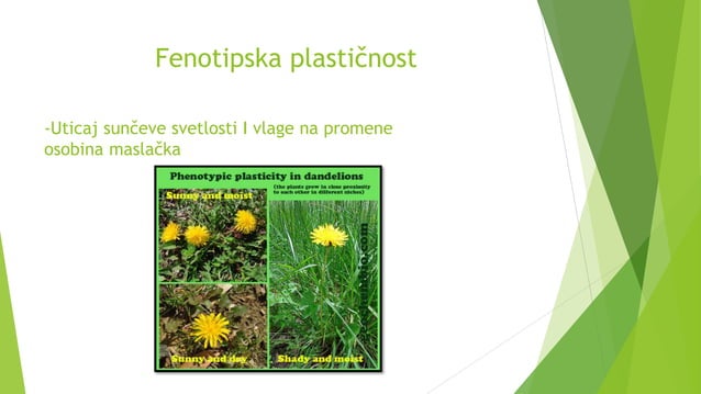Fenotip, fenotipska plastičnost | PPTX