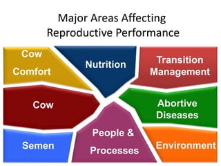 Dairy Reproduction: Identifying Problems and Solutions for Your Herd | PPTX