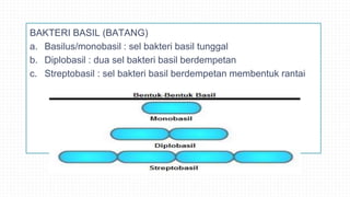 KLASIFIKASI_BAKTERI_(Kelompok_5)_-_Copy.pptx
