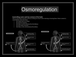 Homeostasis - Arfan. | PPTX | Endocrine and Metabolic Diseases ...