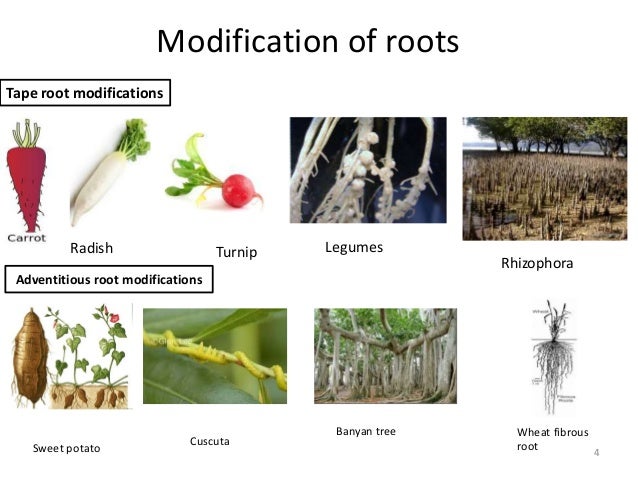 Root genetic research and its application in plant breeding or crop i…