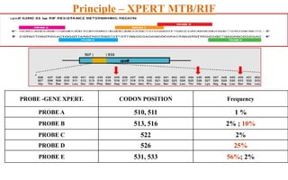 Xpert MTB RIF | PDF