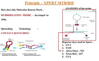 Xpert MTB RIF | PDF