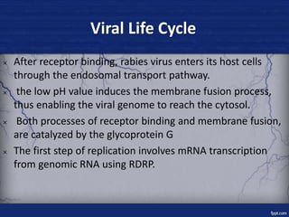 Rabies Virus Life Cycle
