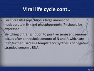 Rabies Virus Life Cycle