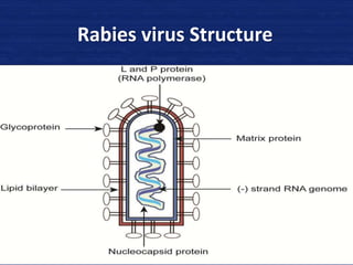 Rabies Virus Structure And Function