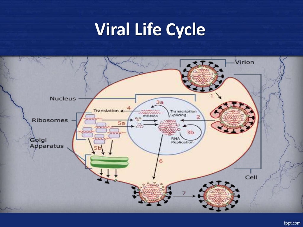 Rabies Virus - Lyssavirus