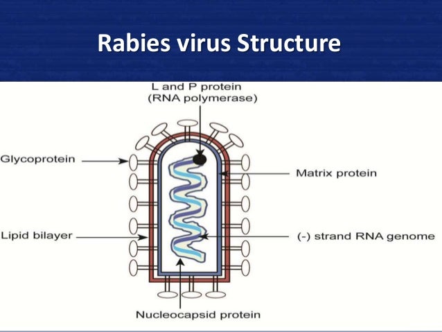 Rabies Virus - Lyssavirus