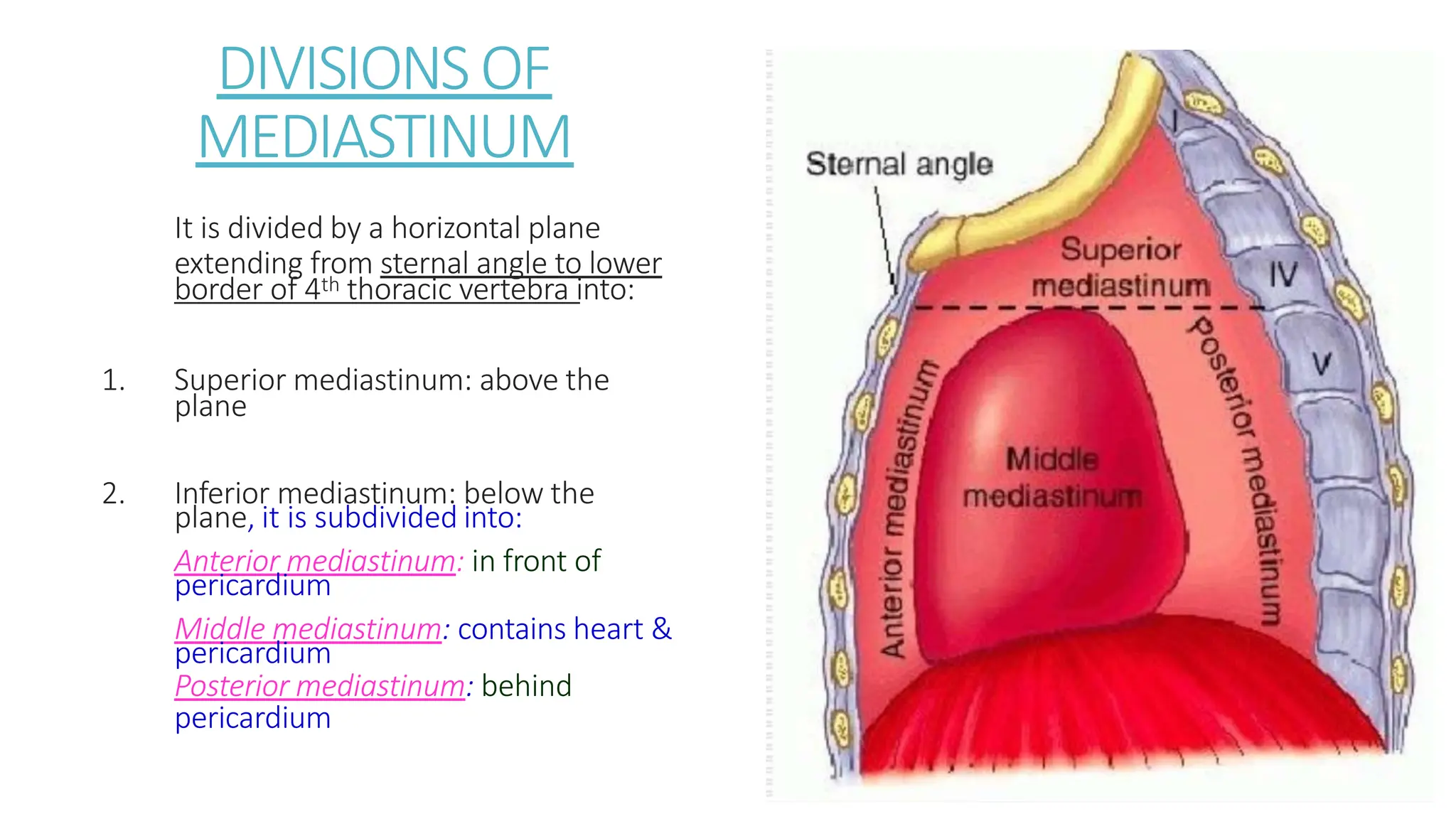 radio anatomy of meidastinum and approach to mediastinal masses.pptx