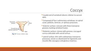 X ray Lumbosacral spine/ l s spine..... | PPTX