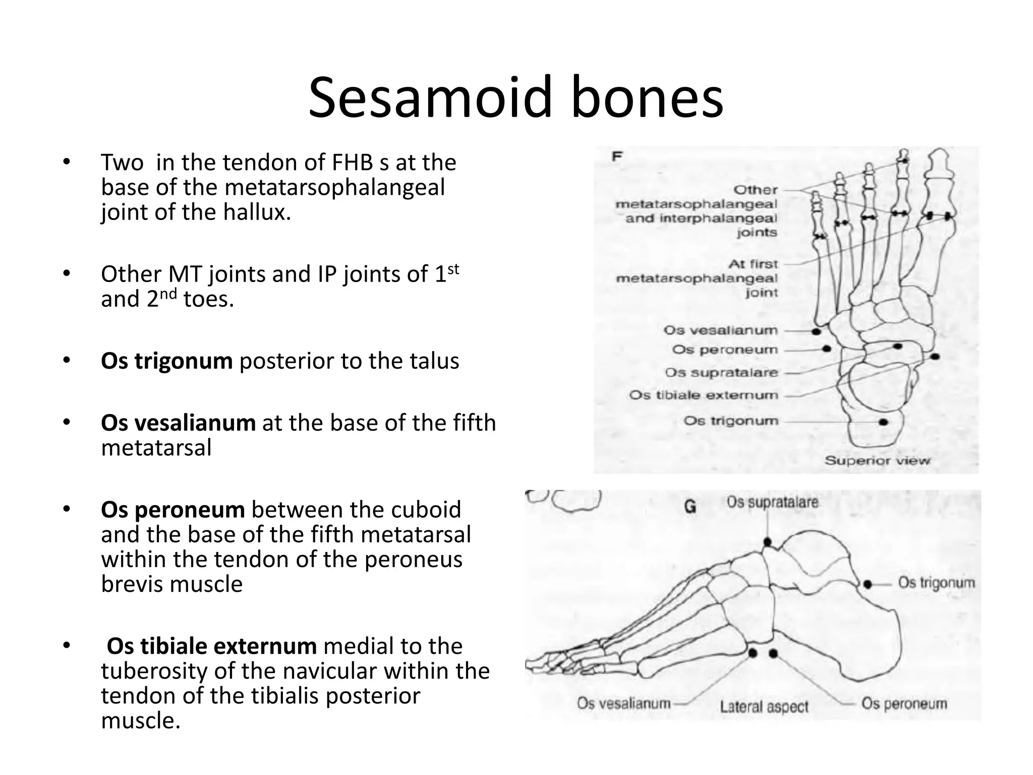 X ray of foot and ankle | PPTX