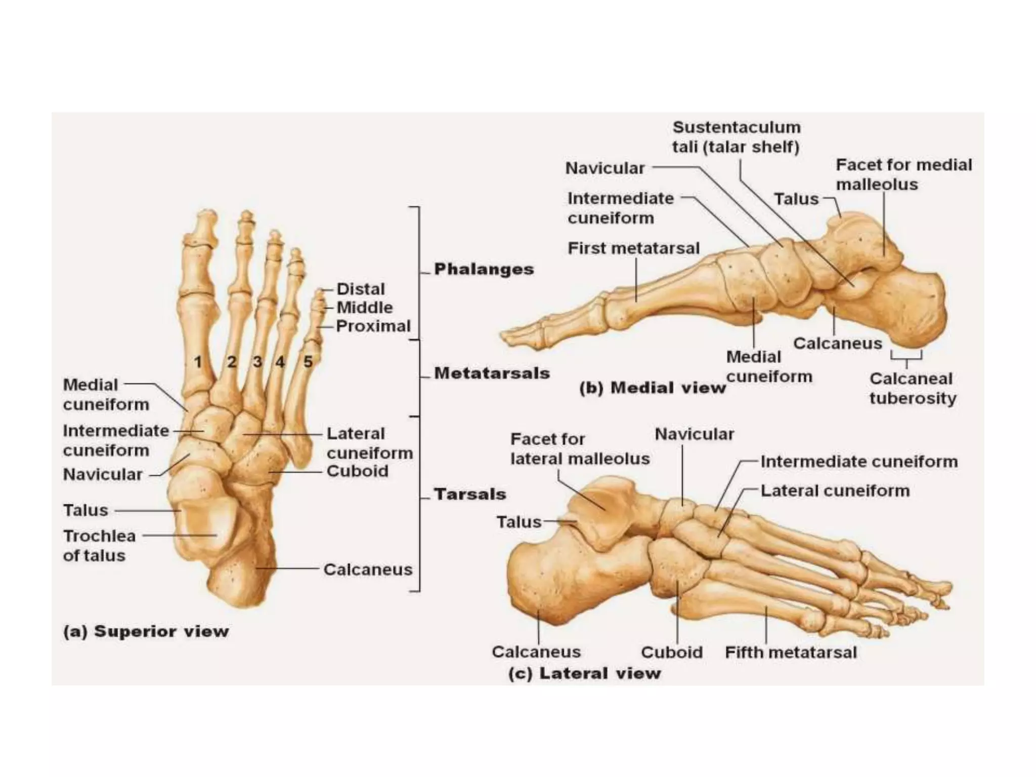 X ray of foot and ankle | PPTX