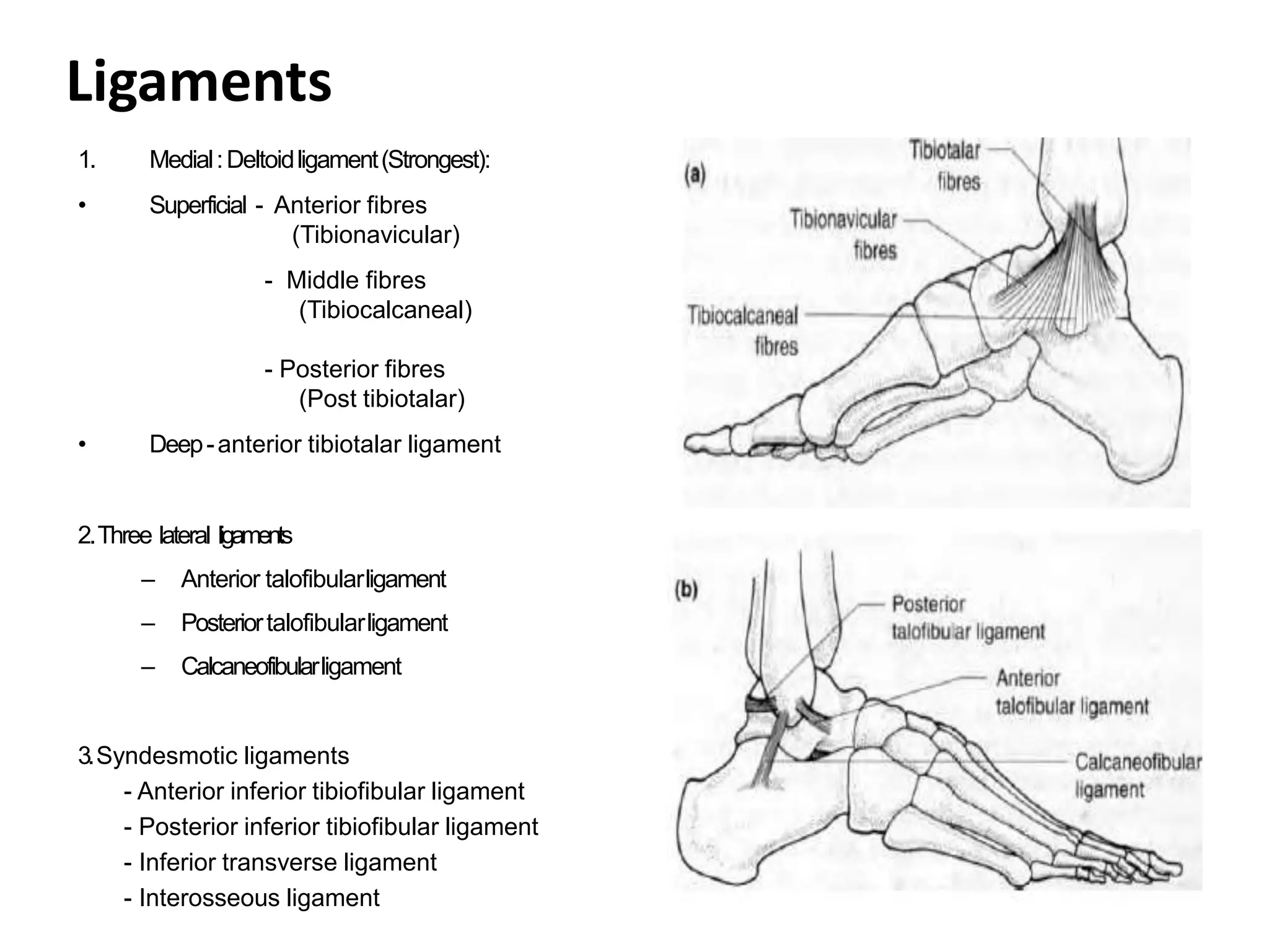 X ray of foot and ankle | PPTX