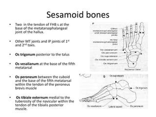 X ray of foot and ankle | PPTX