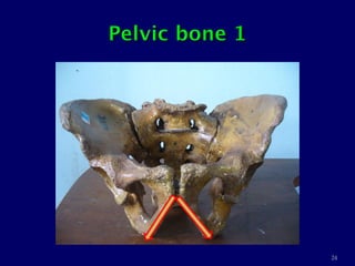 X-ray identification of bones for forensic | PDF