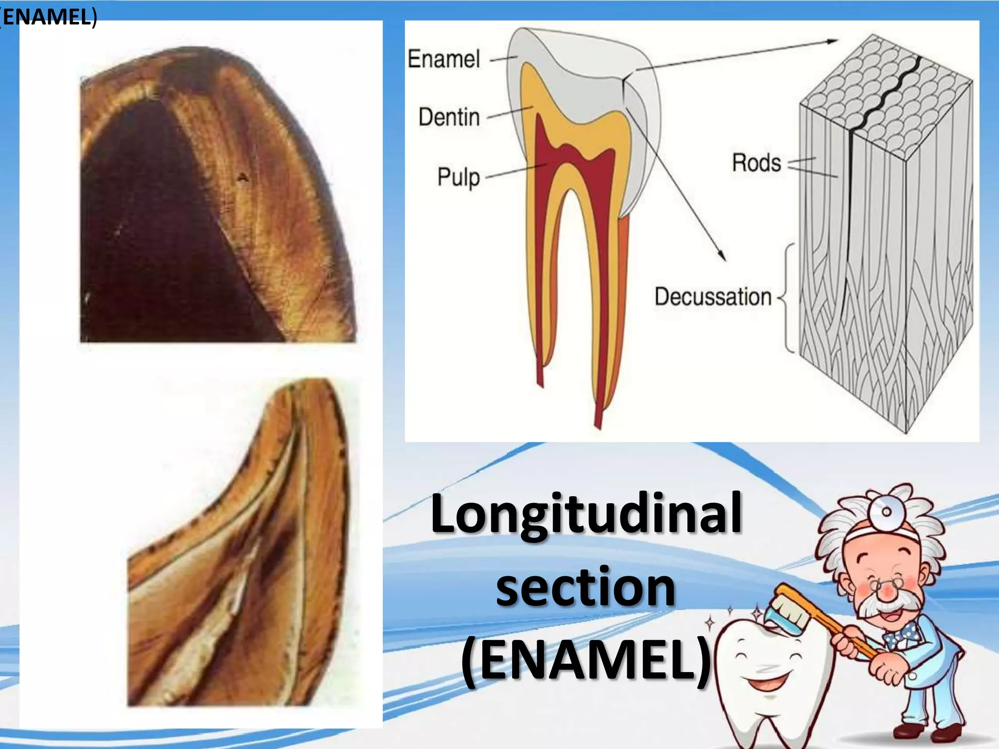 Anatomy and morphology of teeth | PPTX