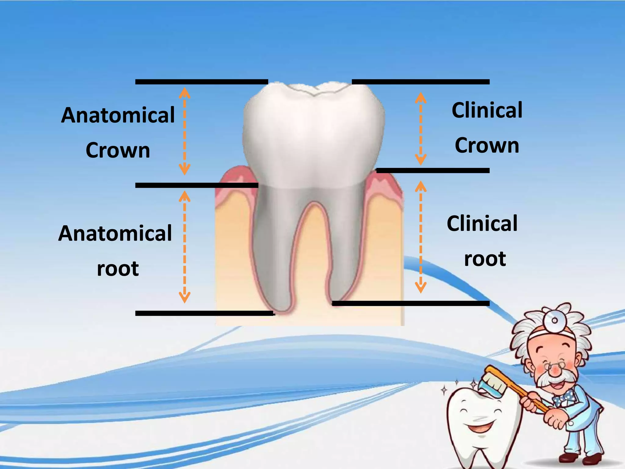 Anatomy and morphology of teeth | PPTX
