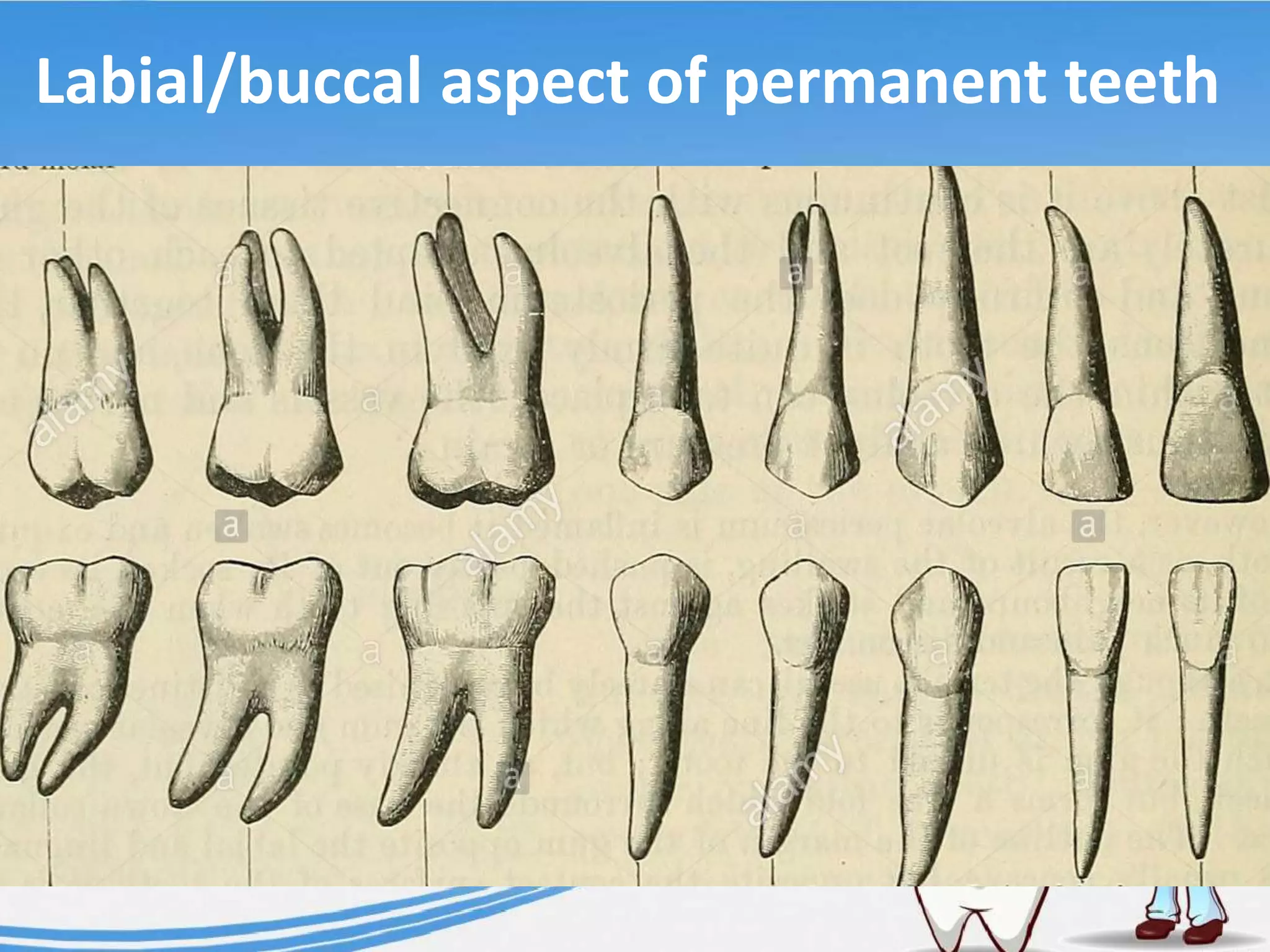 Anatomy and morphology of teeth | PPTX