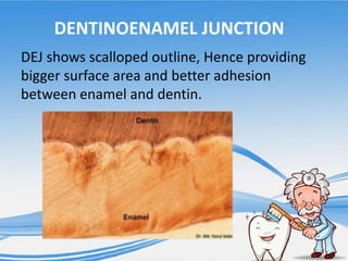 Anatomy and morphology of teeth | PPTX