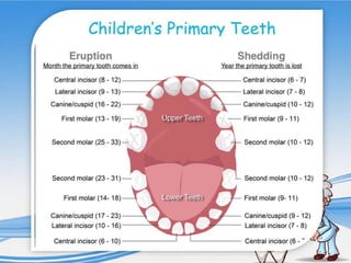 Anatomy and morphology of teeth | PPTX