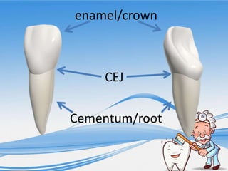 Anatomy and morphology of teeth | PPTX
