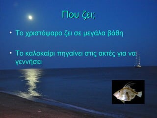 Χριστόψαρο - Xristopsaro | PPT