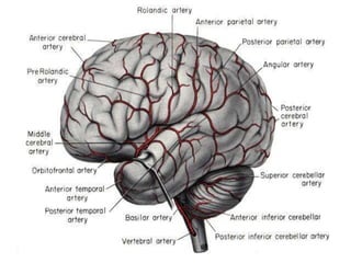 Cerebral blood flow & intracranial pressure | PPTX