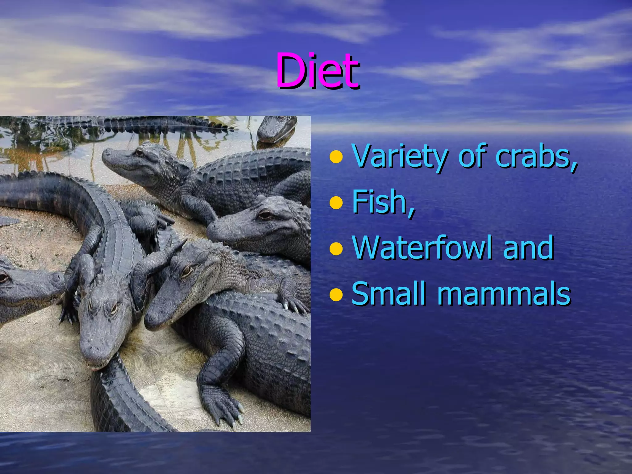 X:\ticd2010\carmen\crocodile charles | PPT