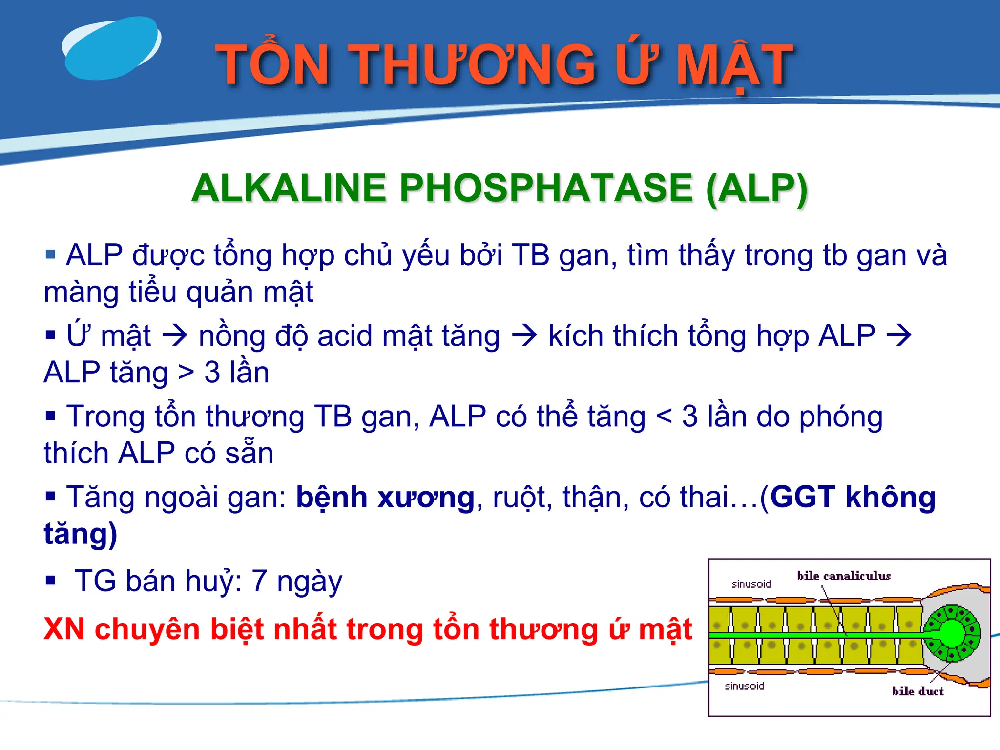BAI GIANG XÉT NGHIỆM SINH HOÁ GAN Y3 2022ppt.ppt