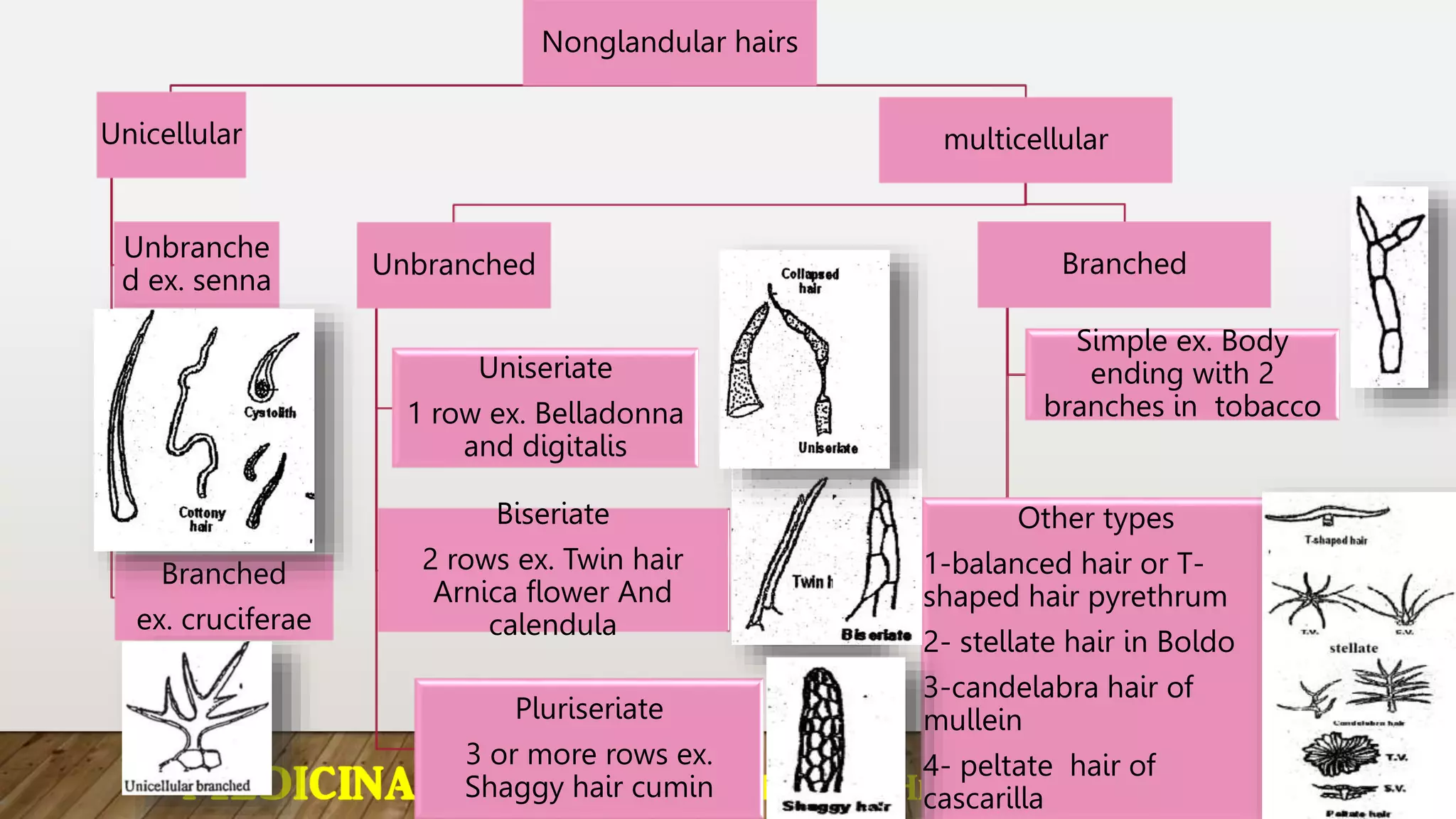4-_Medicinal_plants_-_plant_tissues.pptx