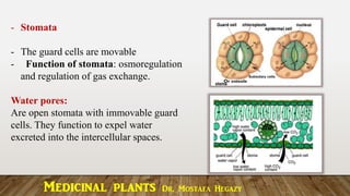 4-_Medicinal_plants_-_plant_tissues.pptx