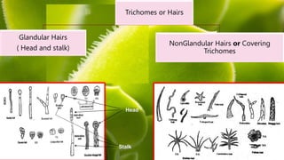 4-_Medicinal_plants_-_plant_tissues.pptx