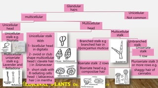 4-_Medicinal_plants_-_plant_tissues.pptx