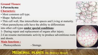 4-_Medicinal_plants_-_plant_tissues.pptx