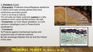 4-_Medicinal_plants_-_plant_tissues.pptx