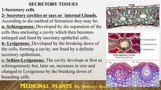 4-_Medicinal_plants_-_plant_tissues.pptx